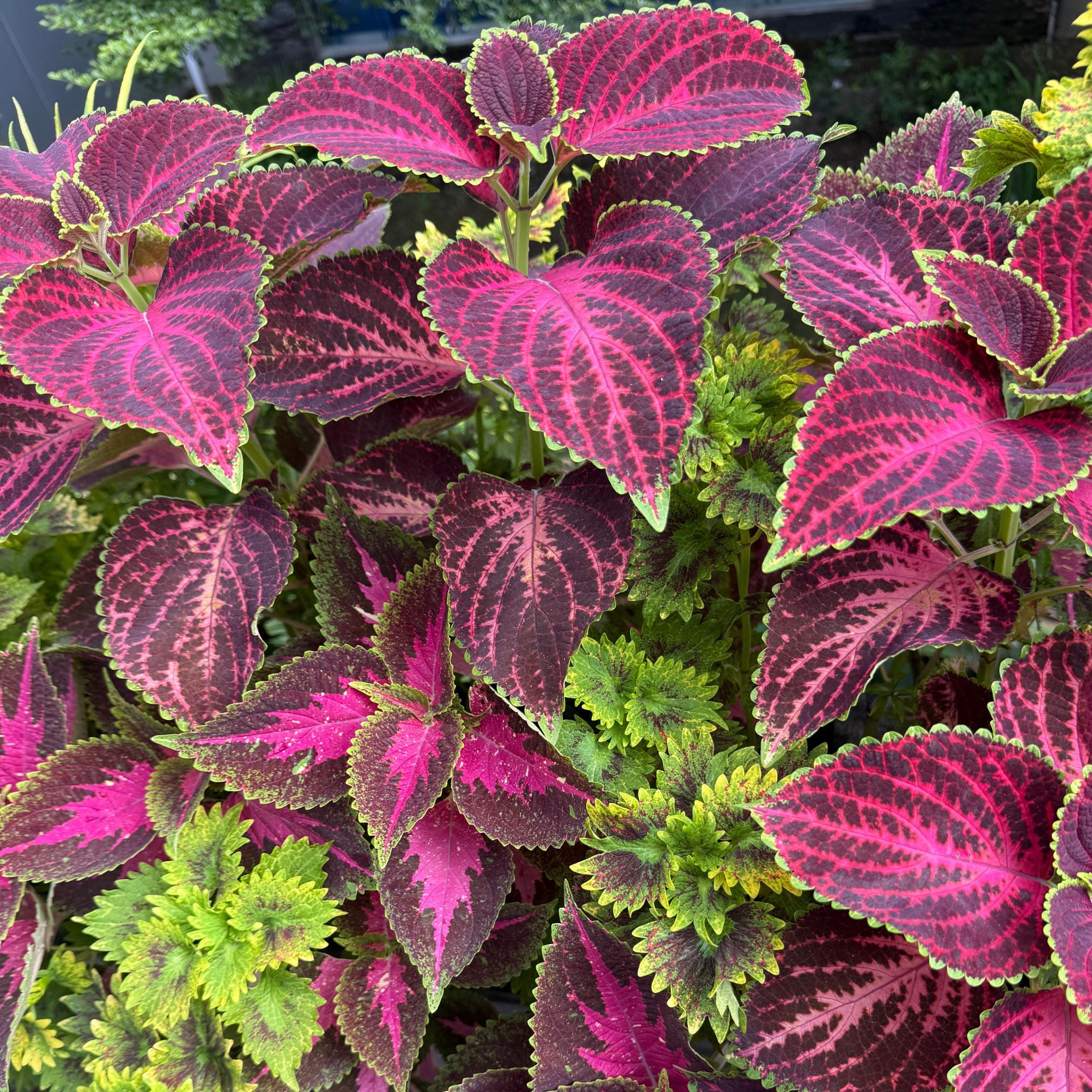 500 Seeds Rainbow Coleus Seeds Mix: Exotic Flower Garden Easy Grow - Etsy