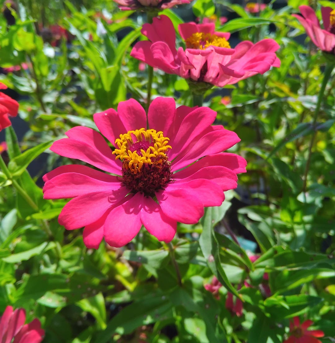 100 Pink Zinnia Seeds: Heirloom Single Bloom, Pollinator-friendly Easy ...