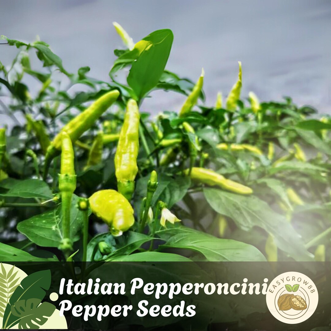 25 Italian Pepperoncini Pepper Seeds: Heirloom Friggitello Variety - Etsy