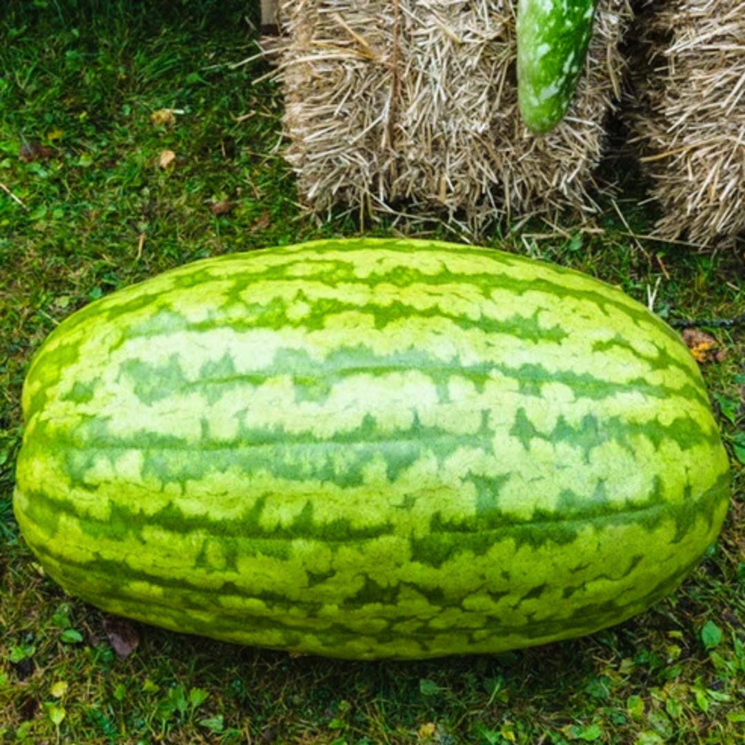 25 Carolina Cross Watermelon Seeds | Giant Heirloom Melon | Garden ...