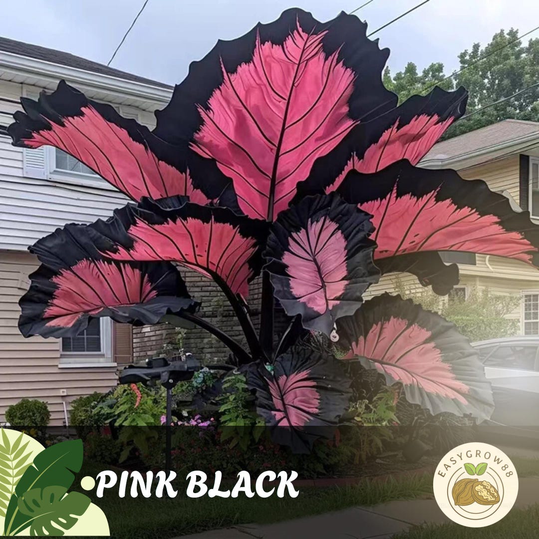 100 Pink and Black Caladium Seeds: Rare Tropical Foliage, Shade Plant ...