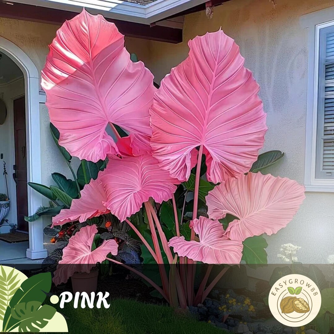 100 Pink Caladium Seeds: Rare Tropical Foliage for Shade Gardens Easy ...