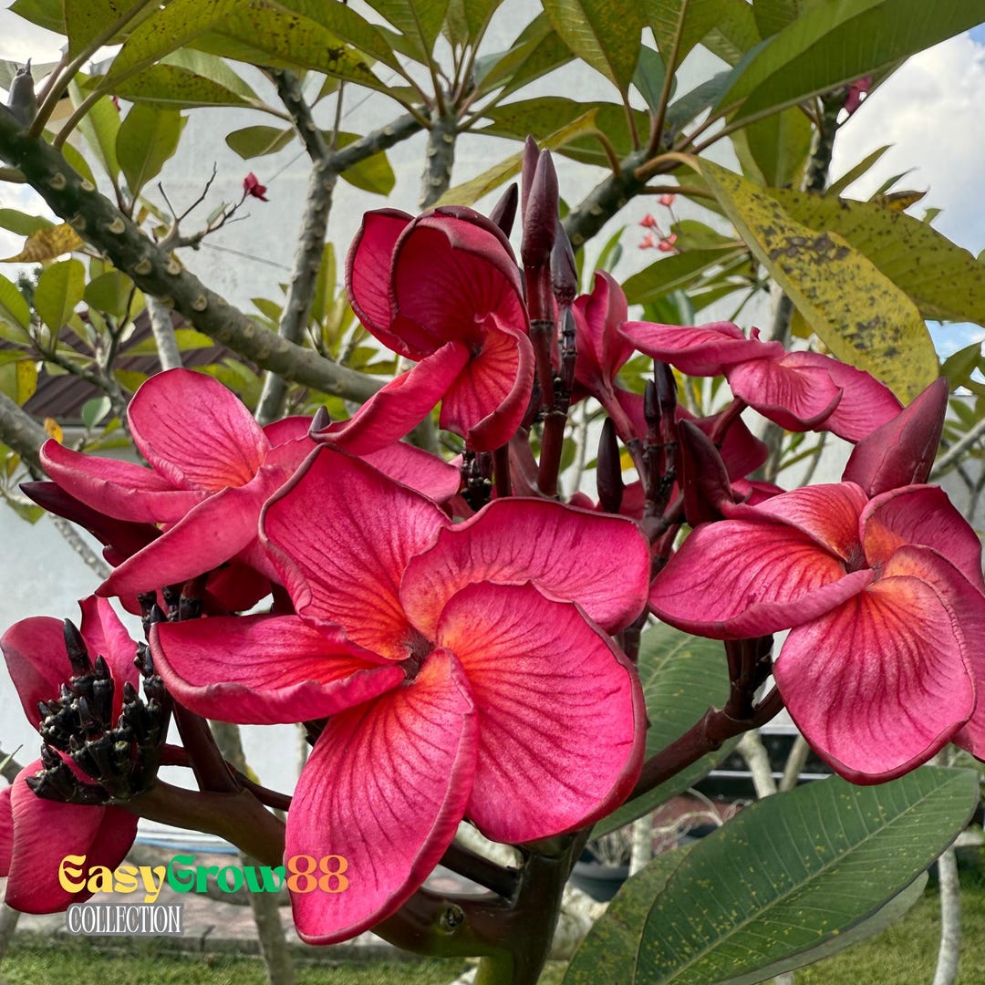 10 Seeds Rare Pink Plumeria Frangipani Seeds: Exotic Flower Garden Easy ...