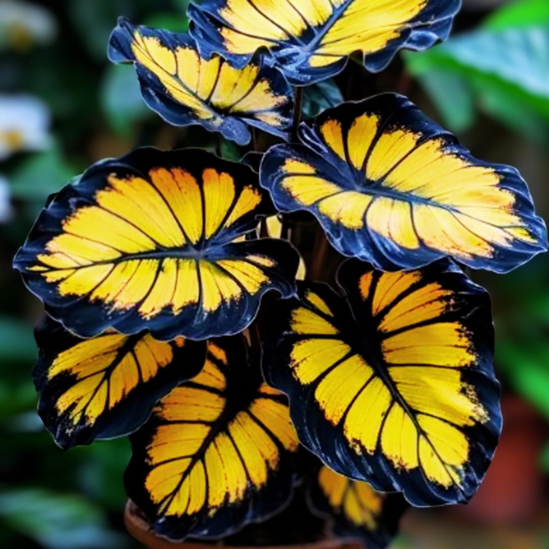 25 Sunburst Calathea Seeds: Variegated Foliage Plant, USA Seller Easy ...