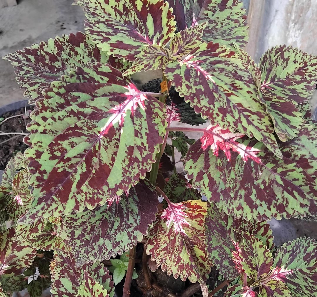 25 Seeds Jaz Marble Coleus Seeds: Exotic Foliage, Lush Displays Easy ...