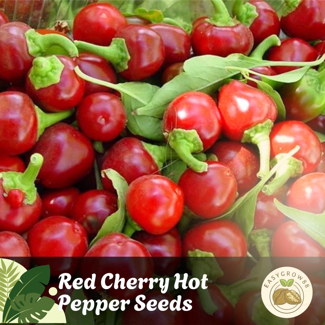 50 Red Cherry Hot Pepper Seeds Cherry Bombs, Heirloom, Non-gmo, Medium ...