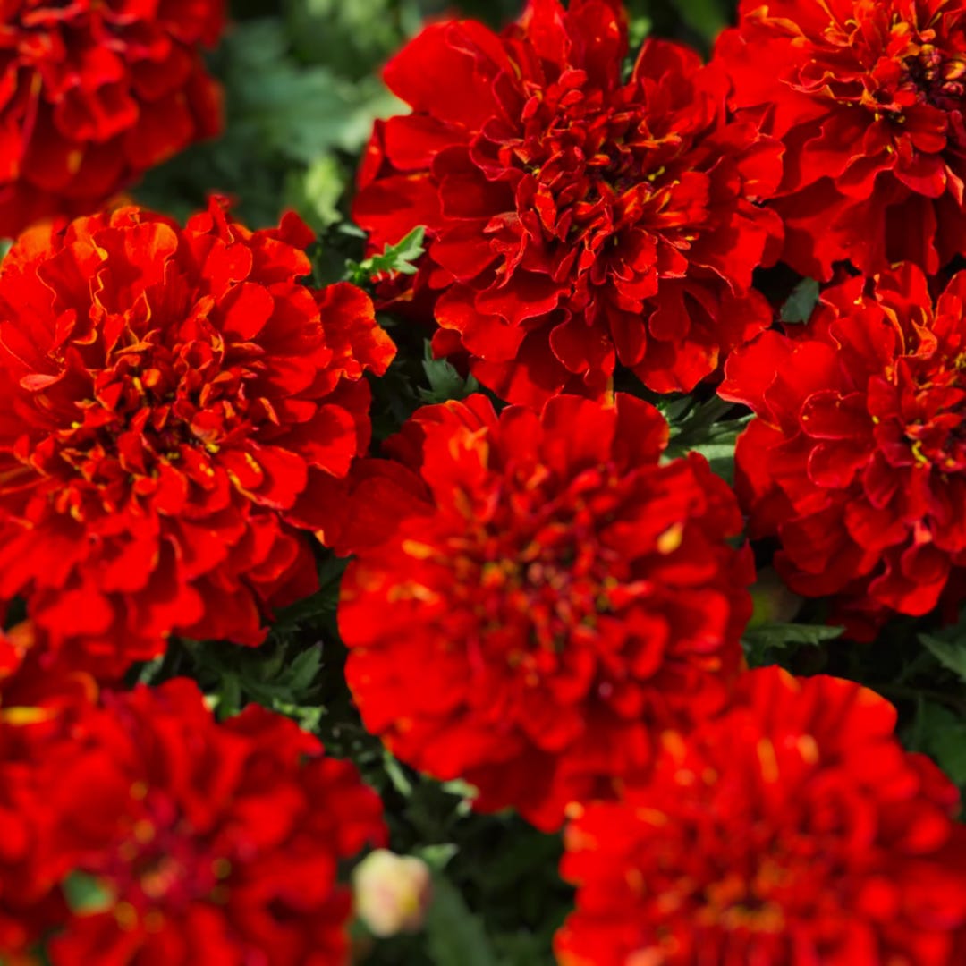 25 French Fireball Marigold Seeds | Bright Orange Garden Flowers | Non ...