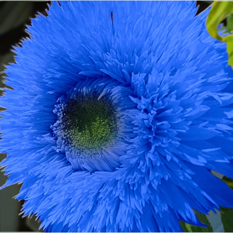 Rare Sunflower Seeds - Etsy
