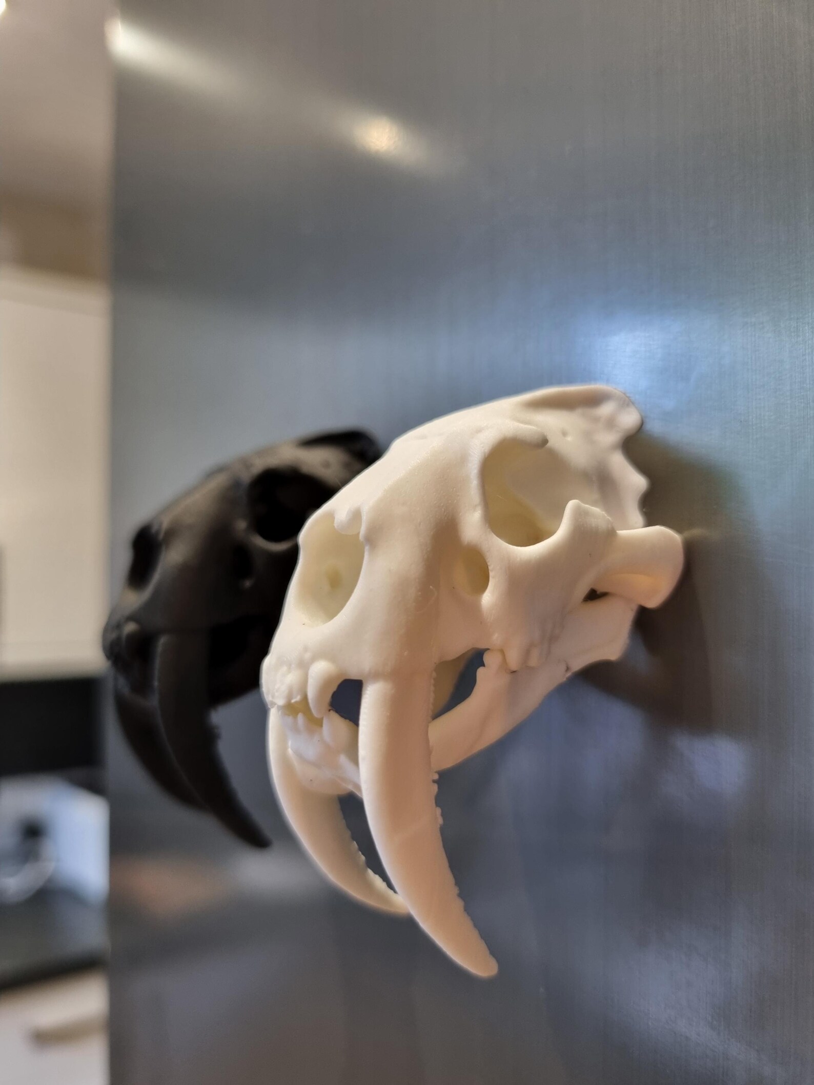 Sabertooth Skull Fridge Magnet – Fossil Decor, Dinosaur Skull Magnet ...