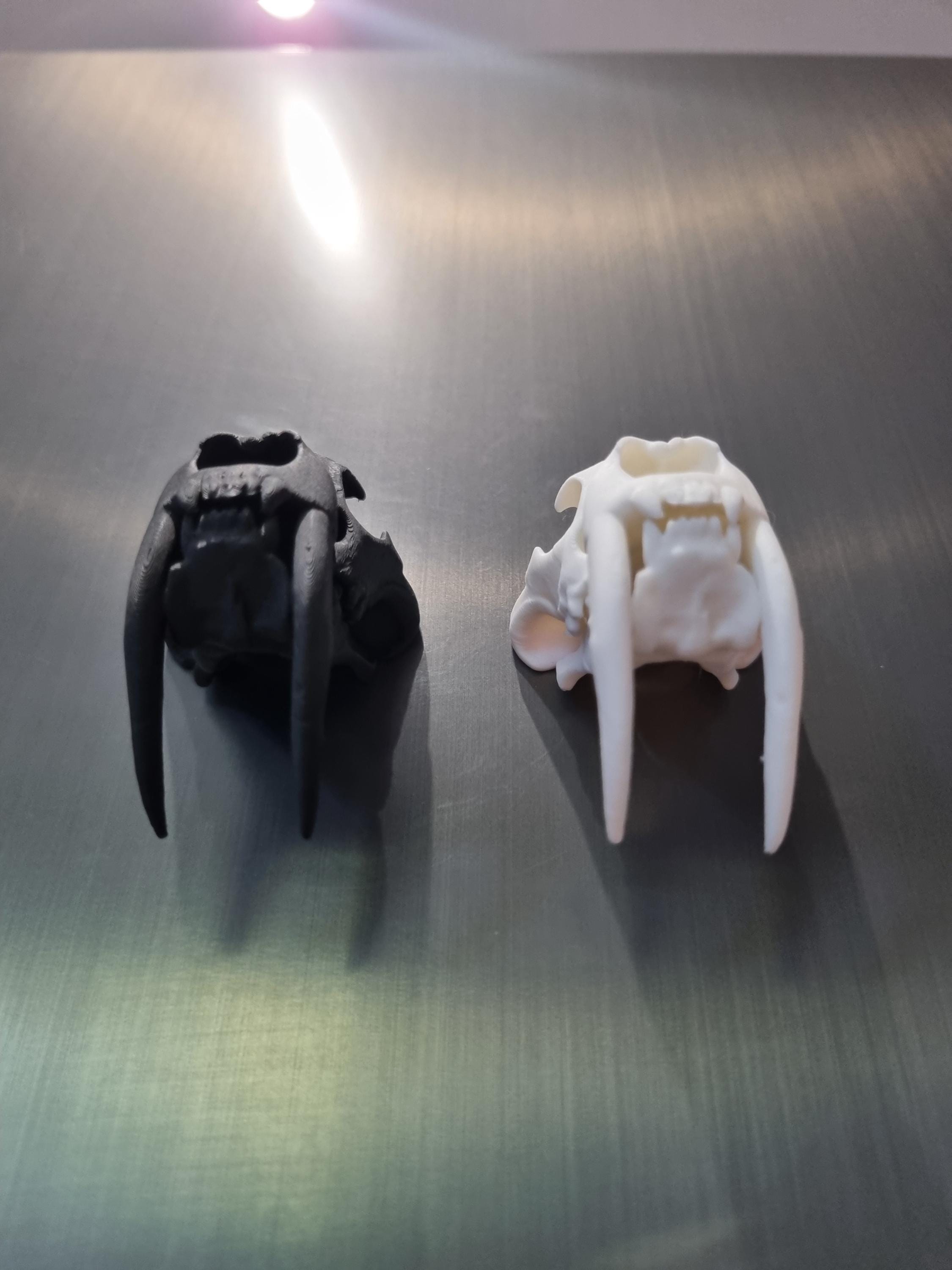 Sabertooth Skull Fridge Magnet – Fossil Decor, Dinosaur Skull Magnet ...