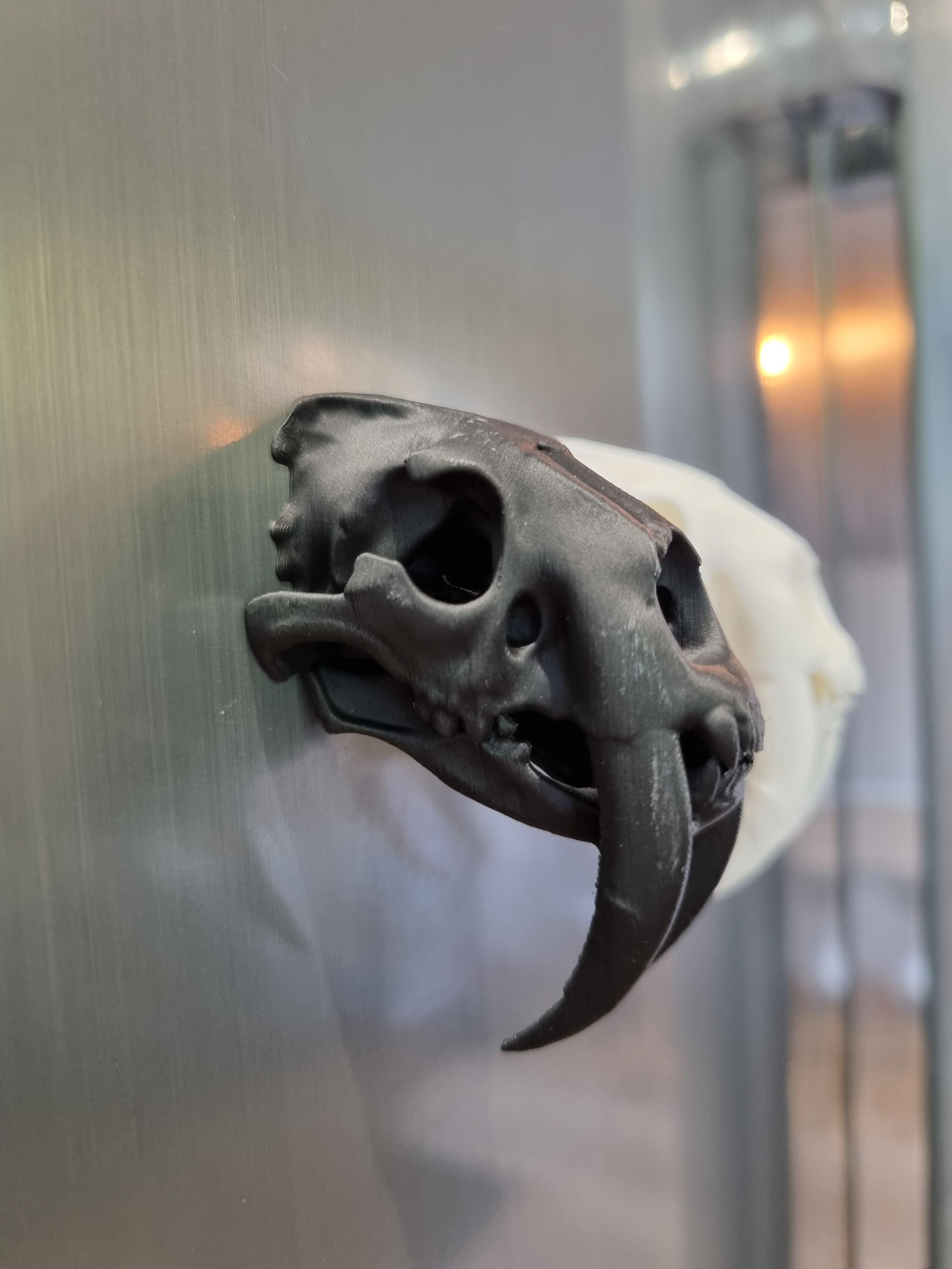Sabertooth Skull Fridge Magnet – Fossil Decor, Dinosaur Skull Magnet ...