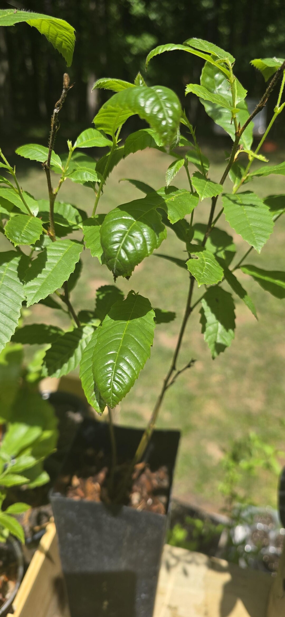 Dunstan Chestnut Tree Seedling. Healthy and Ready to Plant - Deep Roots ...