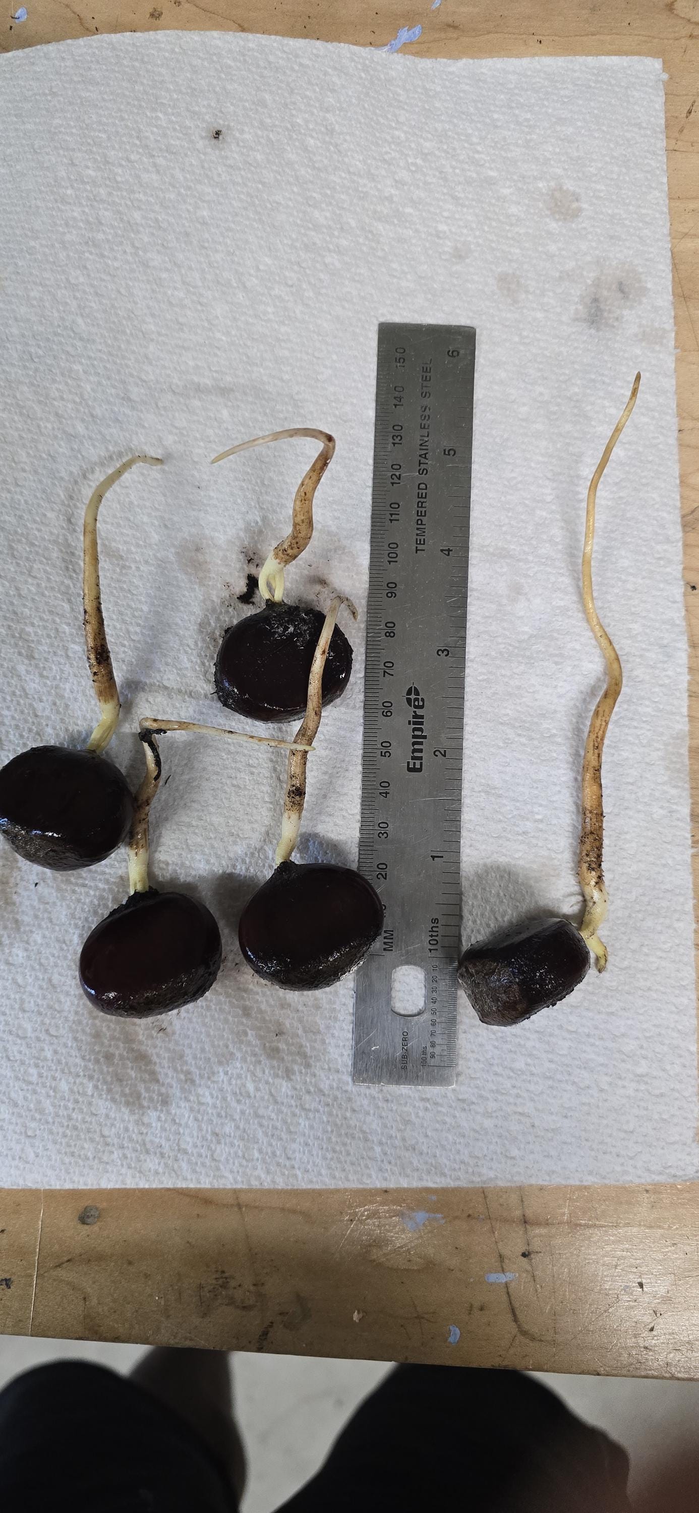 Dunstan Chestnut Rooted Seeds (5) Ready to Plant - Long Tap Root - Etsy