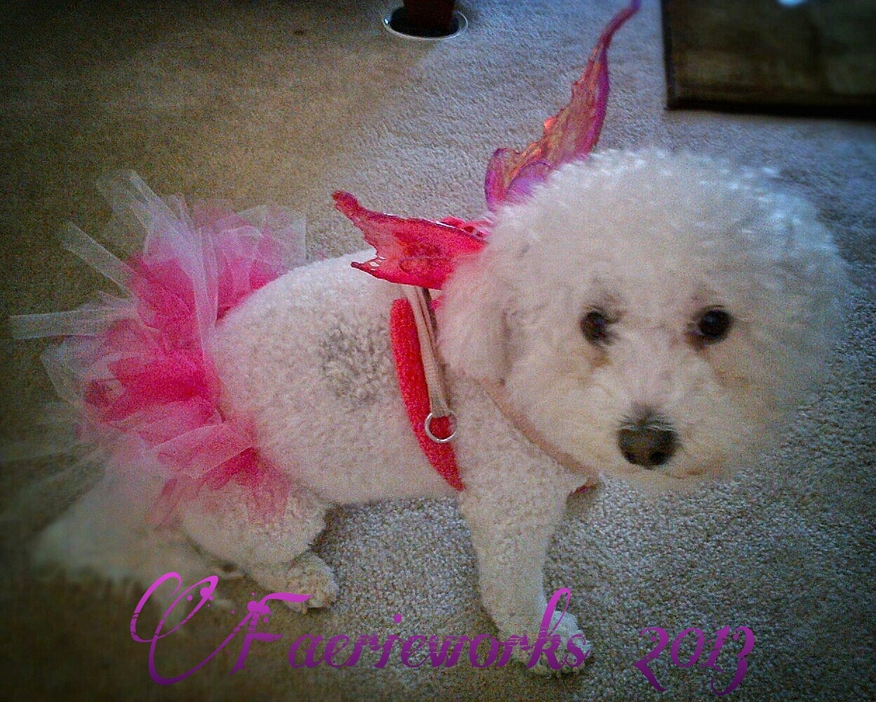 Pet Wings Dog Costume Wings Dragon Wings Faery Wings Bat Wings | Etsy