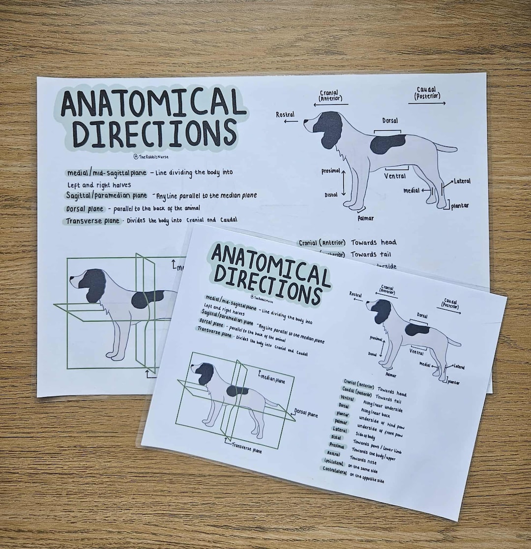 Anatomy Terminology Guide for Vet Nurse Students: A4/A5 Laminated ...