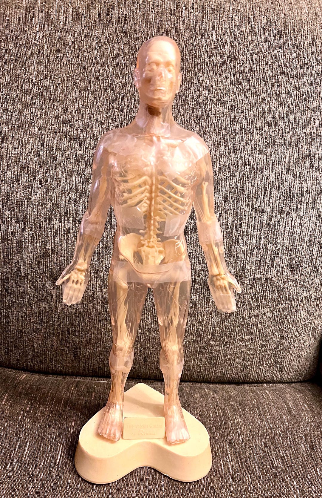 The Visible Man Model Kit, 1959 - Etsy