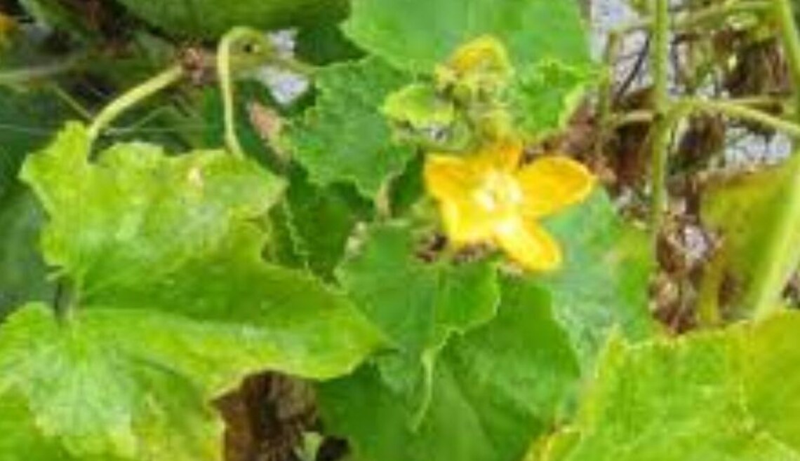 Ash Gourd/ Winter Melon/ Petha/ Boodidagummidikaya- Non GMO - Etsy