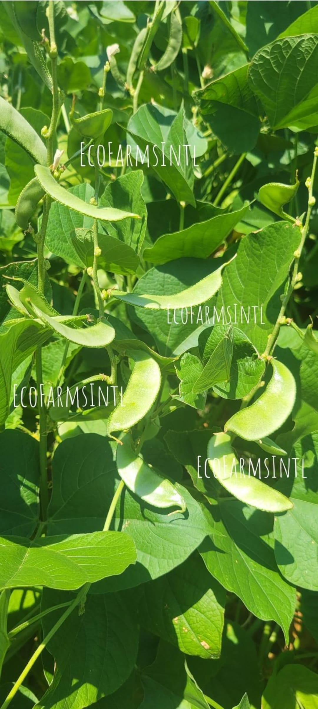 Green Hyacinth Bean/ Avarakkai/ Indian Flat Beans/ Valor Beans- Non GMO ...