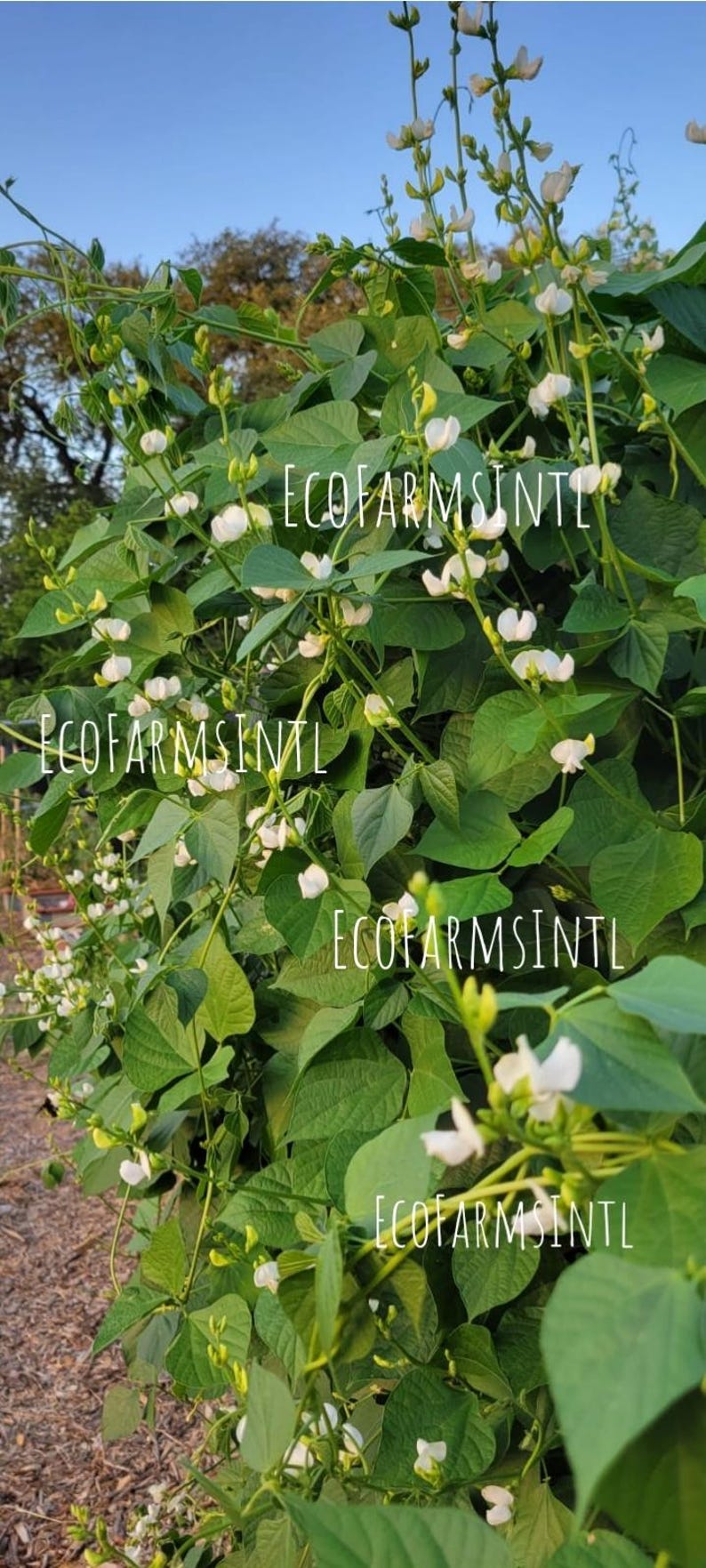 Green Hyacinth Bean/ Avarakkai/ Indian Flat Beans/ Valor Beans- Organic ...