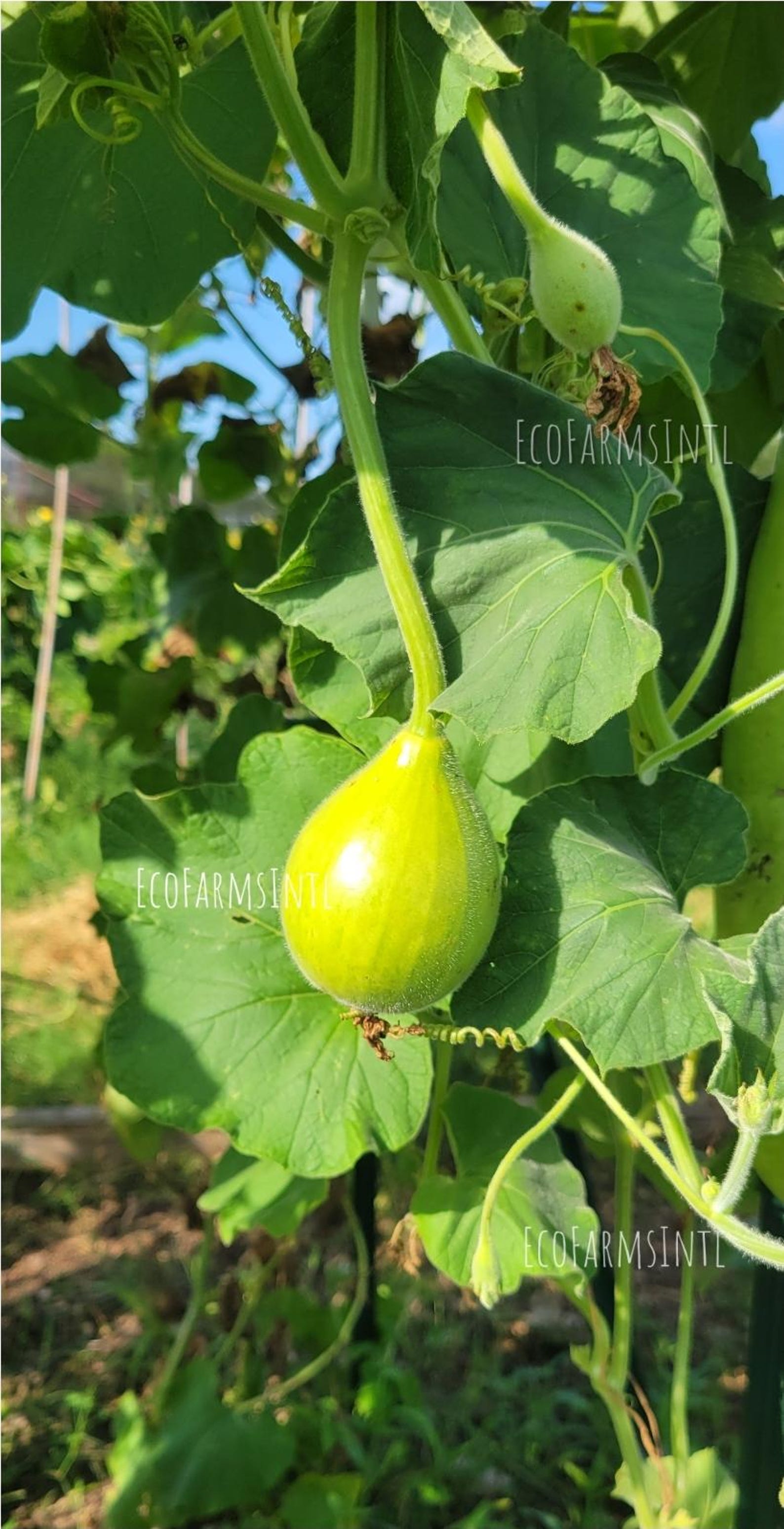 Bottle Gourd- Round Variety- Lauki/ Dudhi/ Anapakaya/ Sorakaya / Opo ...