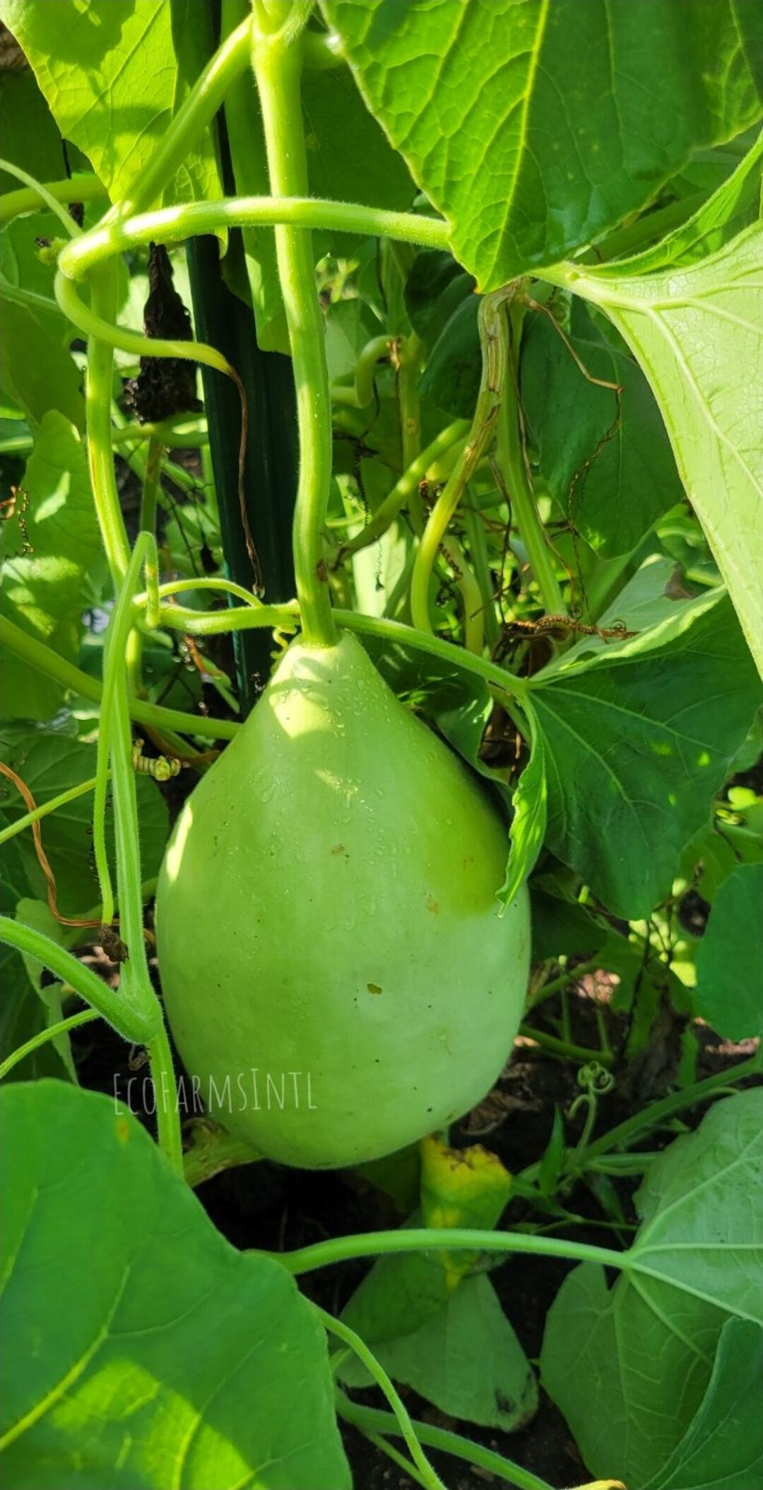 Bottle Gourd- Round Variety- Lauki/ Dudhi/ Anapakaya/ Sorakaya / Opo ...
