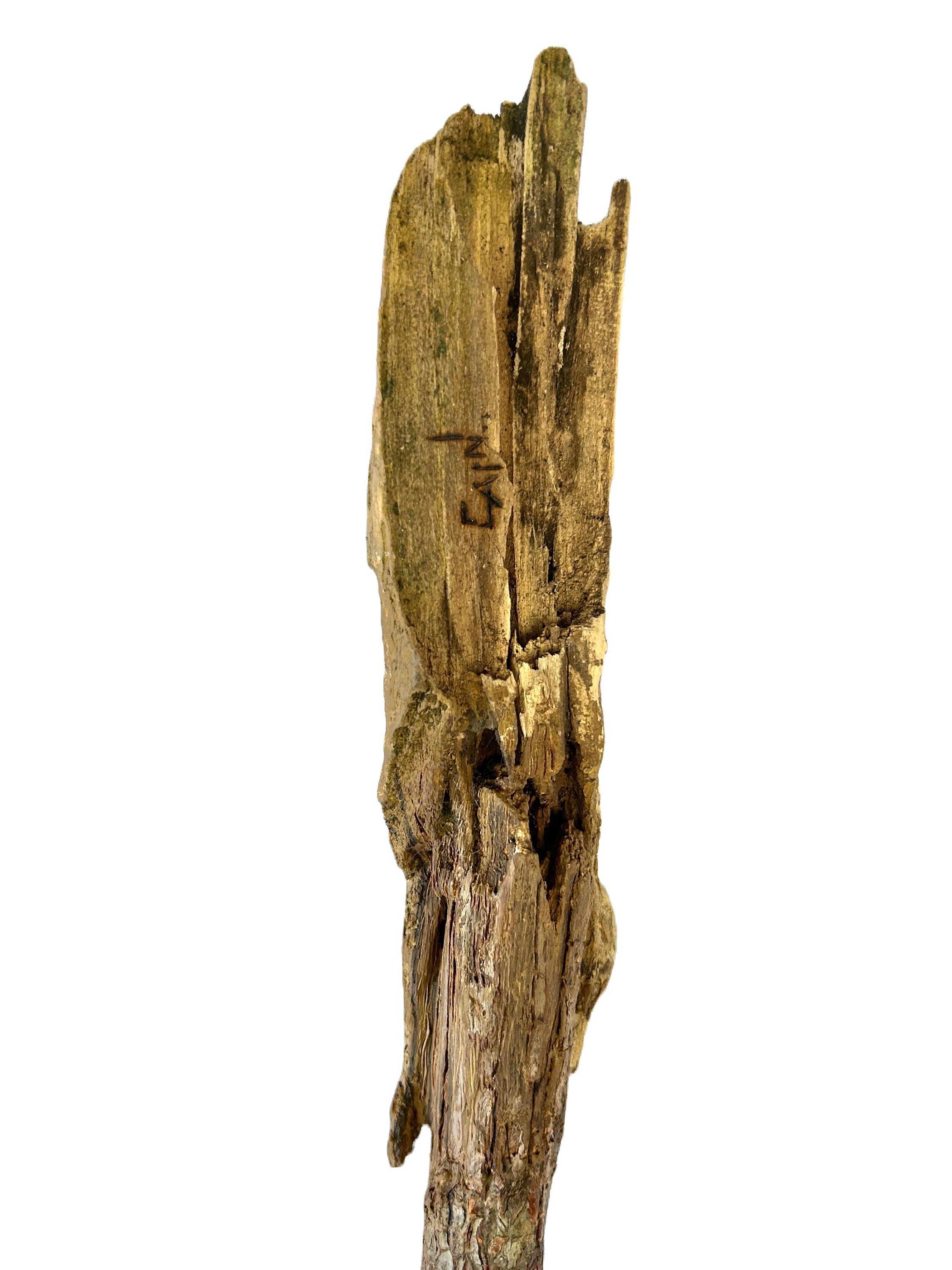 Young Wolf Walking Rick Cain Original Walking Stick Sculpture 2023 - Etsy