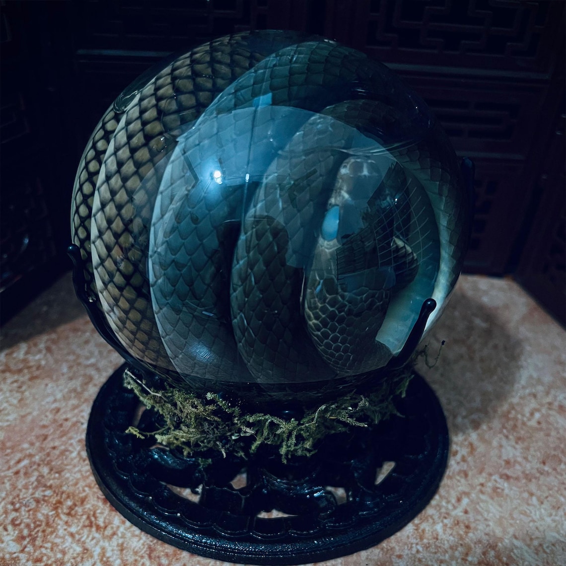 Real Cute Snake Wet Specimen in Jar Taxidermy Art Oddity Curiosities ...