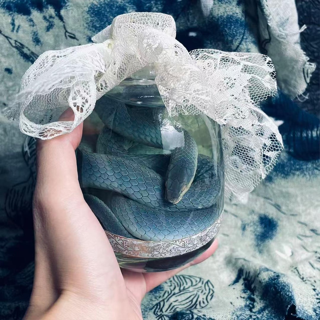 Magic Blue Snake Wet Specimen - Preserved Snake in "sapphire" Glass ...