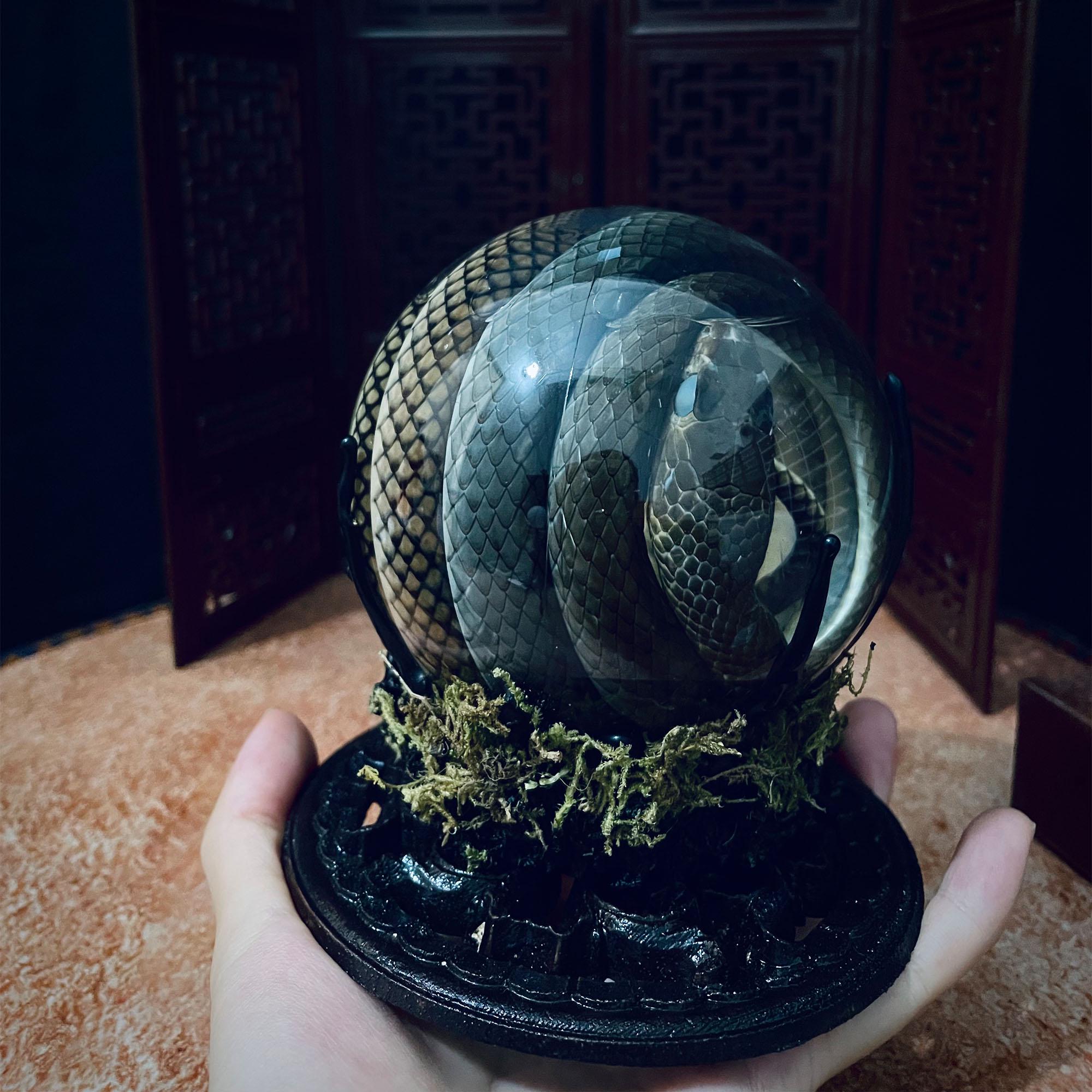 Real Cute Snake Wet Specimen in Jar Taxidermy Art Oddity Curiosities ...