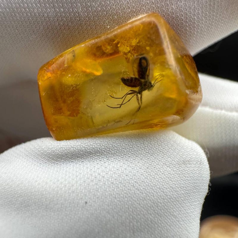 Amber With Insect - Etsy