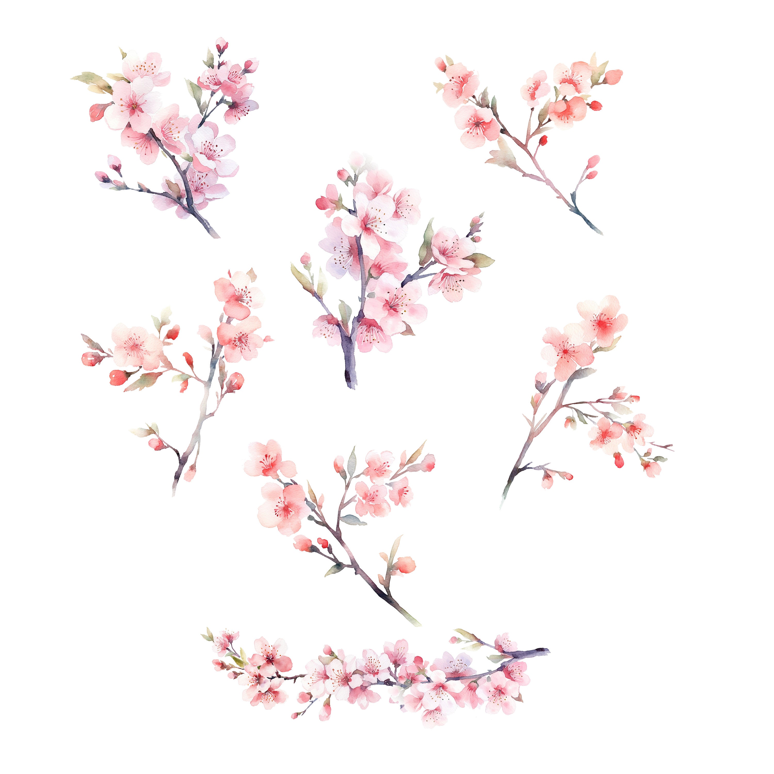 Watercolor Cherry Blossom Clipart Cherry Blossoms Pngs Cherry Blossoms ...