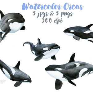 Watercolor Orca Whale Pngs and Jpgs | Watercolor Orca Art Printables ...