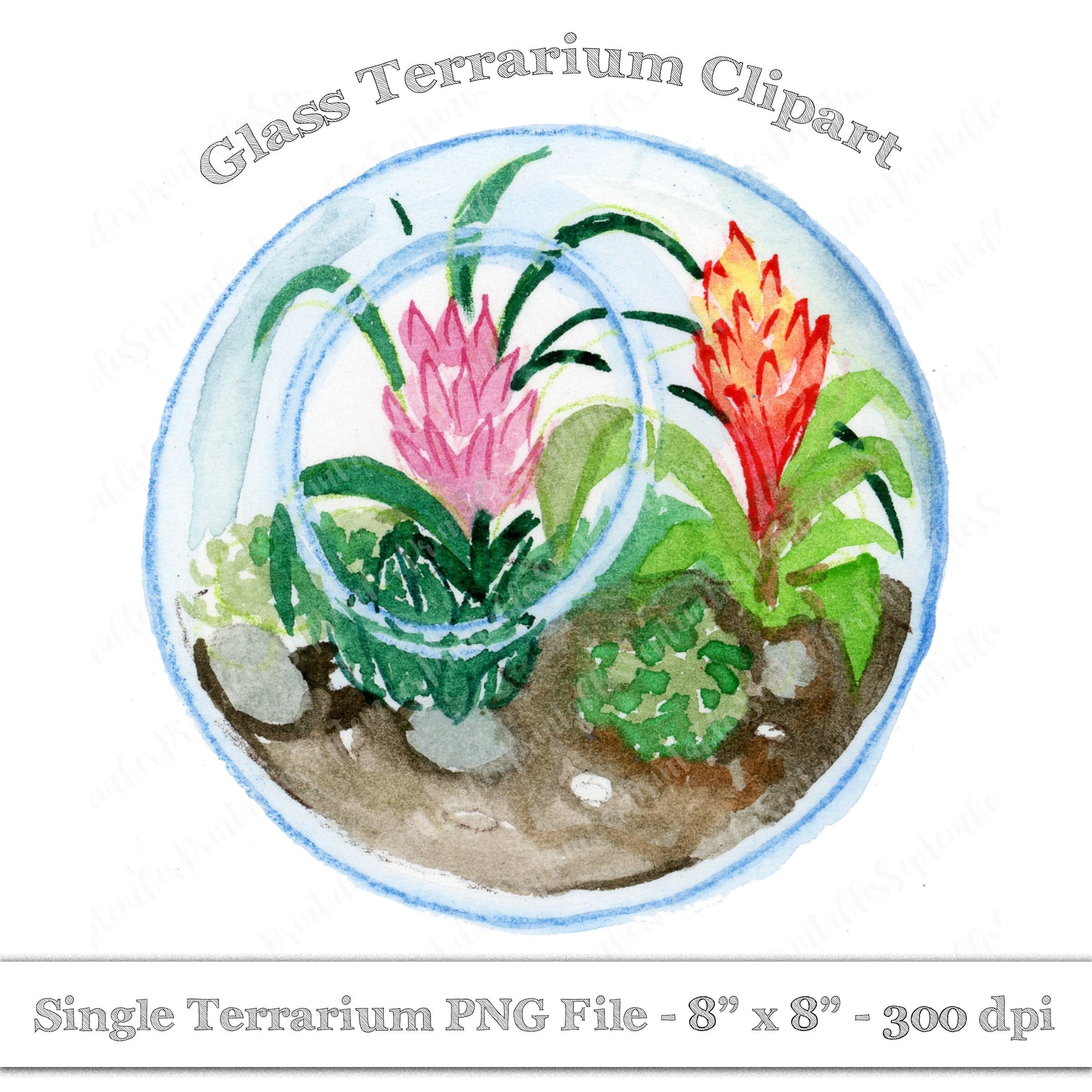 Watercolor Terrarium Clipart, Air Plant Succulent Clipartpng - Etsy