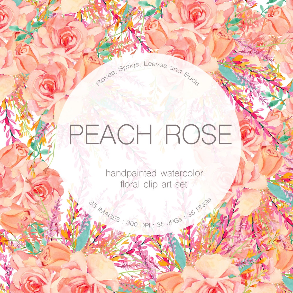 Peach Rose: Rose Clipart, Floral Clip Art, Watercolor Flower Clip Art ...