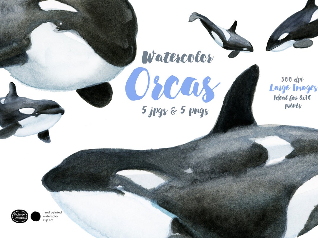 Watercolor Orca Whale Pngs and Jpgs | Watercolor Orca Art Printables ...