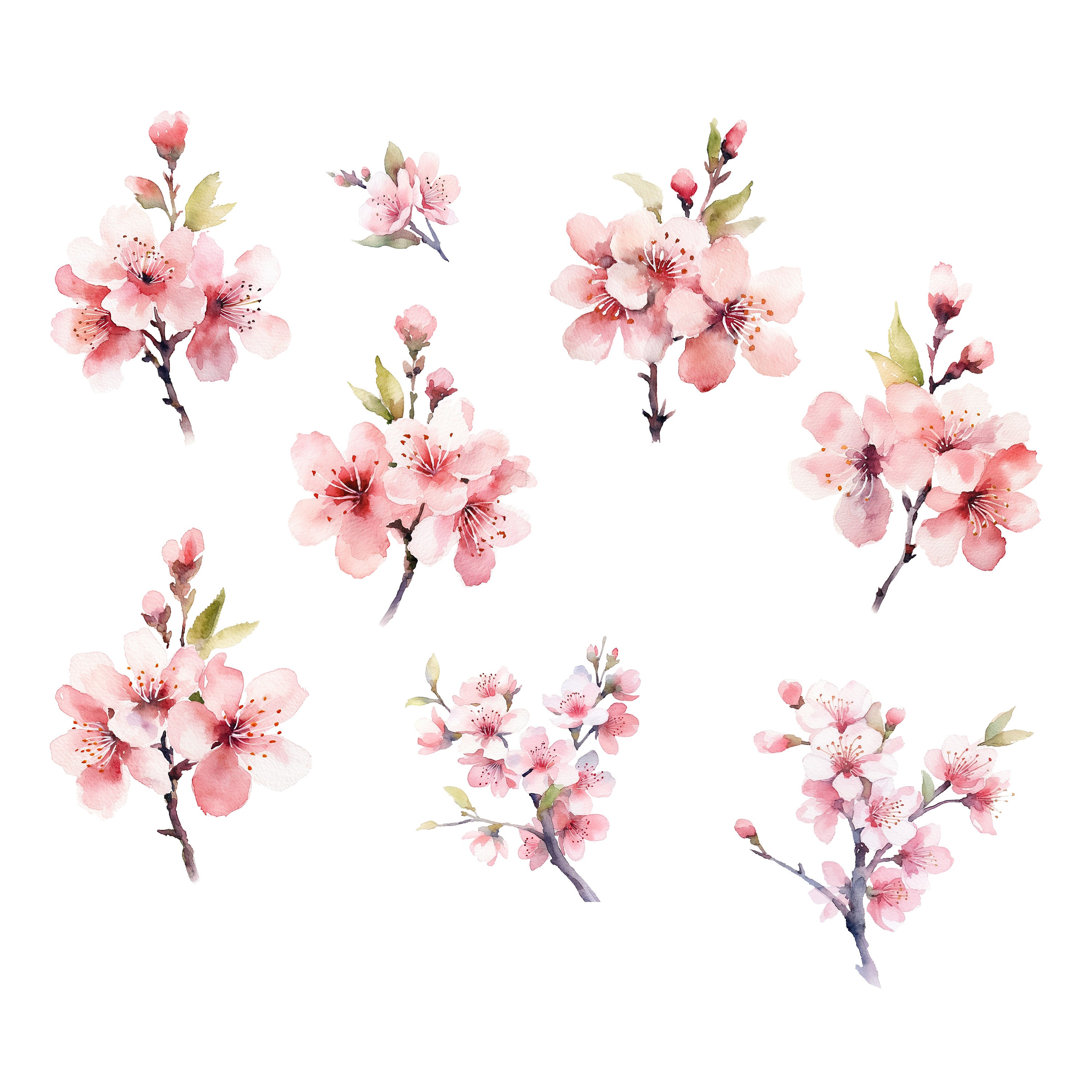 Watercolor Cherry Blossom Clipart Cherry Blossoms Pngs Cherry Blossoms ...