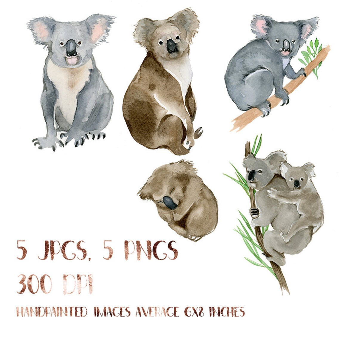 Watercolor Koalas, Koala Bear Clipart, Nature Clipart, Forest Clip Art ...