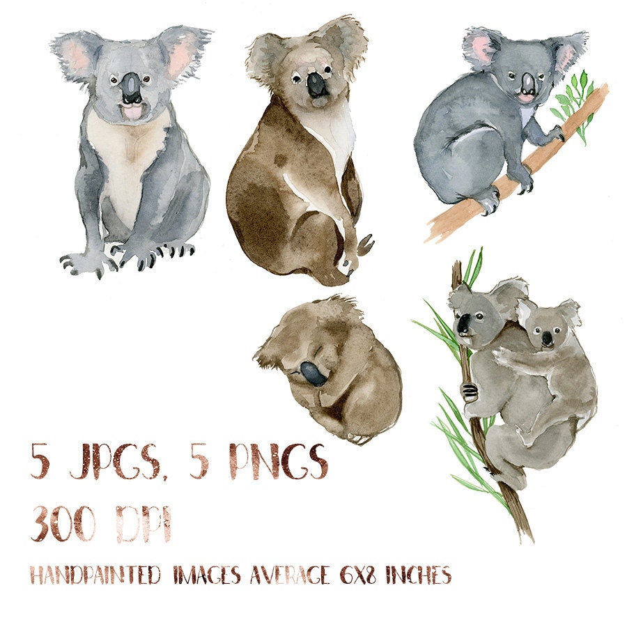 Watercolor Koalas, Koala Bear Clipart, Nature Clipart, Forest Clip Art ...