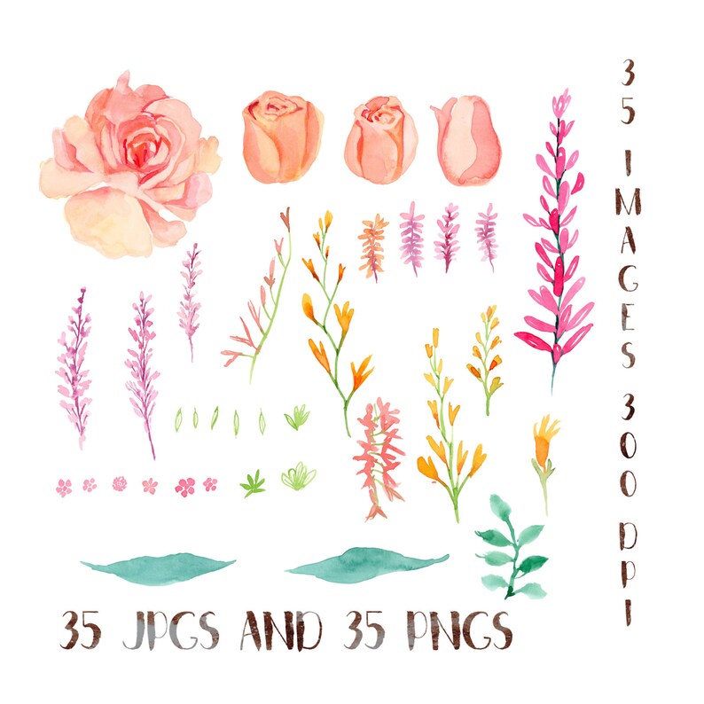 Peach Rose: Rose Clipart, Floral Clip Art, Watercolor Flower Clip Art ...