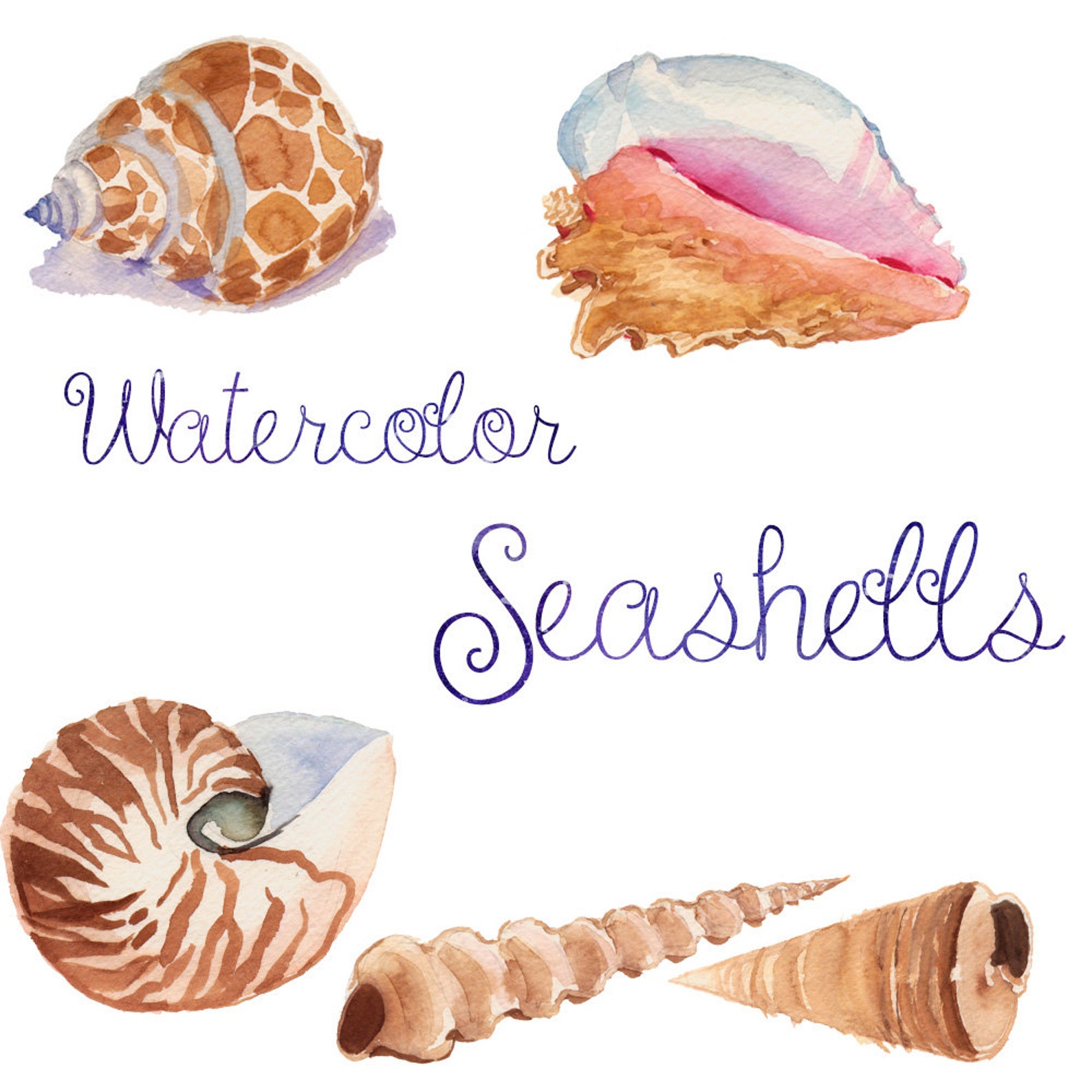 Watercolor Seashells, Beach Clipart, Summer Clipart, Summertime, Ocean ...
