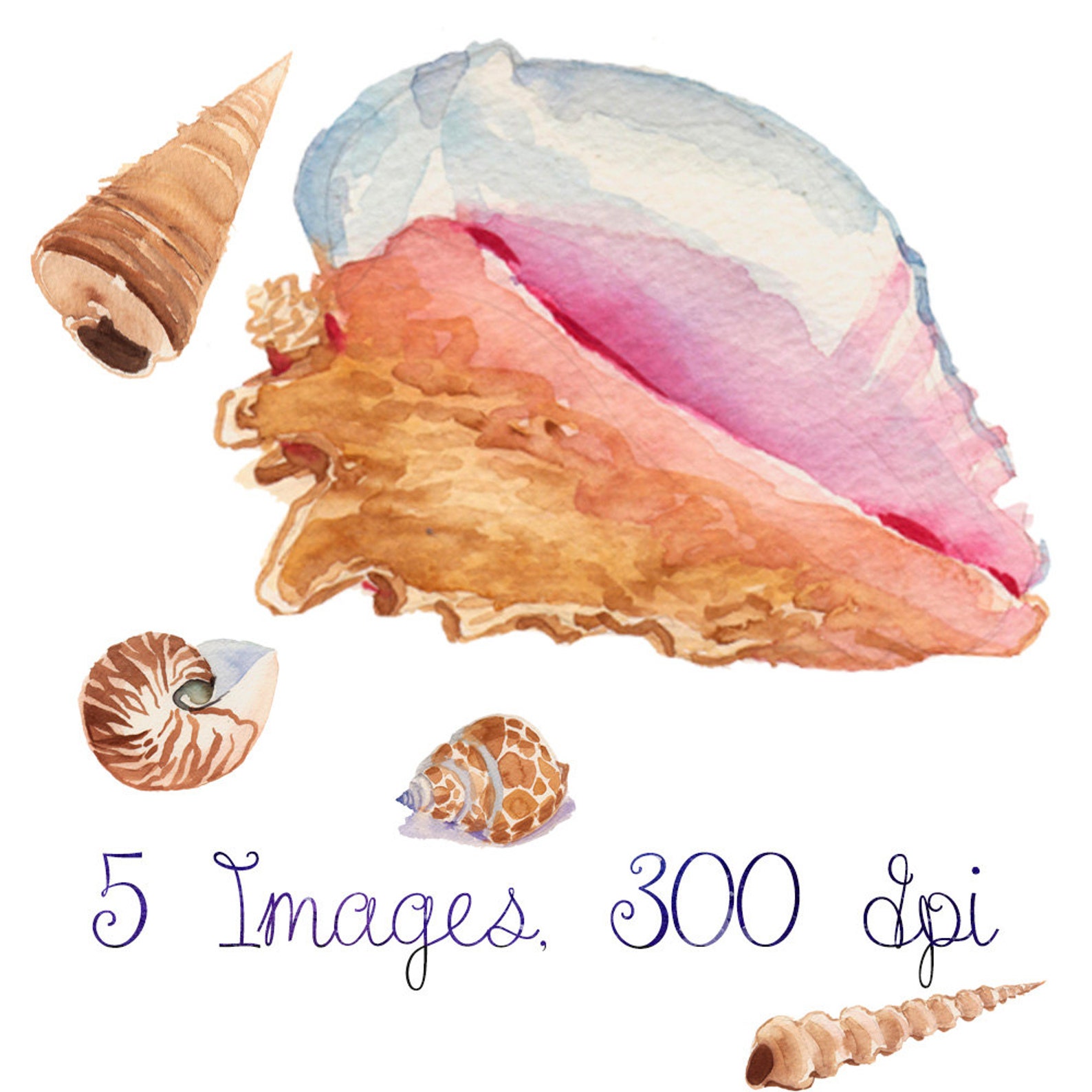 Watercolor Seashells, Beach Clipart, Summer Clipart, Summertime, Ocean ...