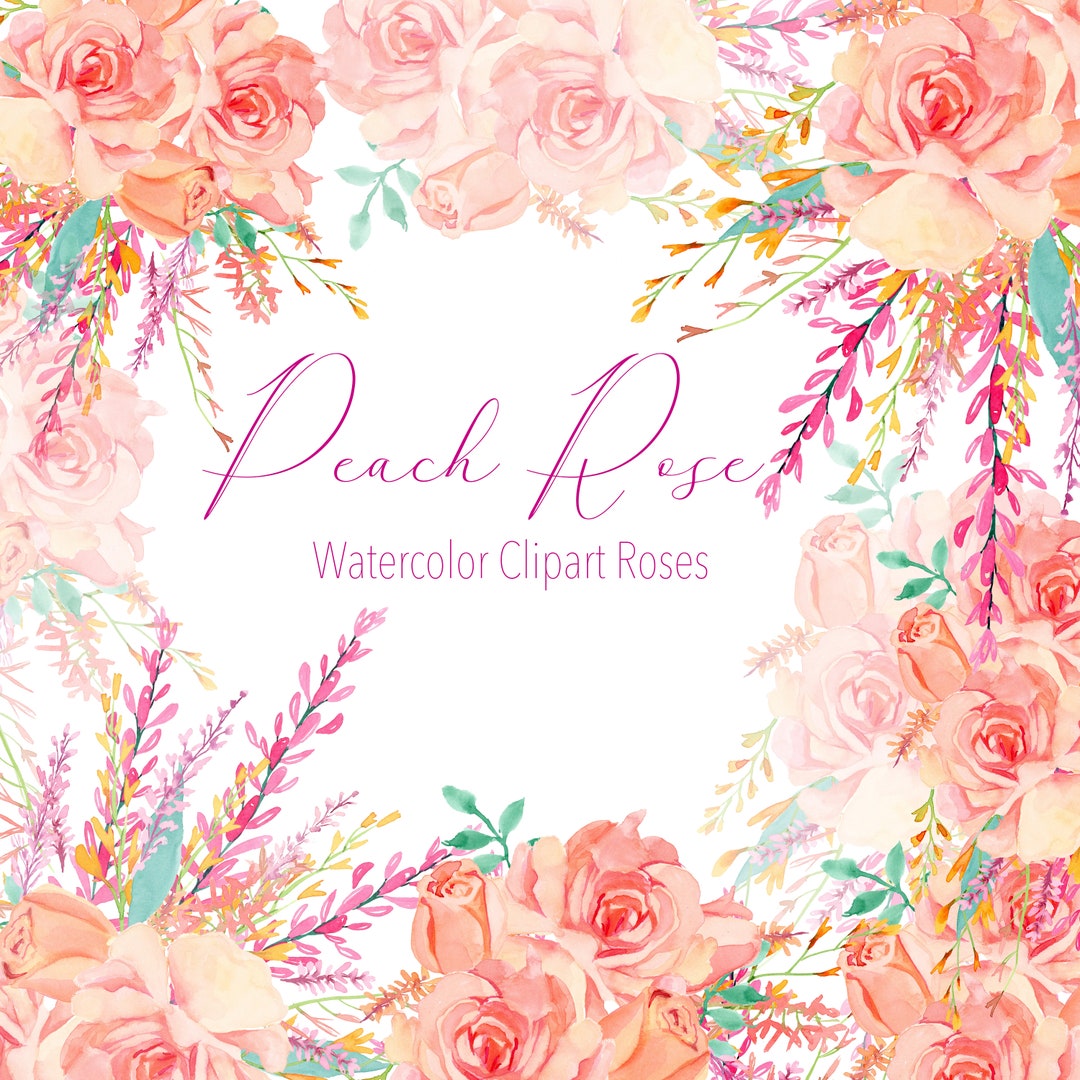 Peach Rose: Rose Clipart, Floral Clip Art, Watercolor Flower Clip Art ...