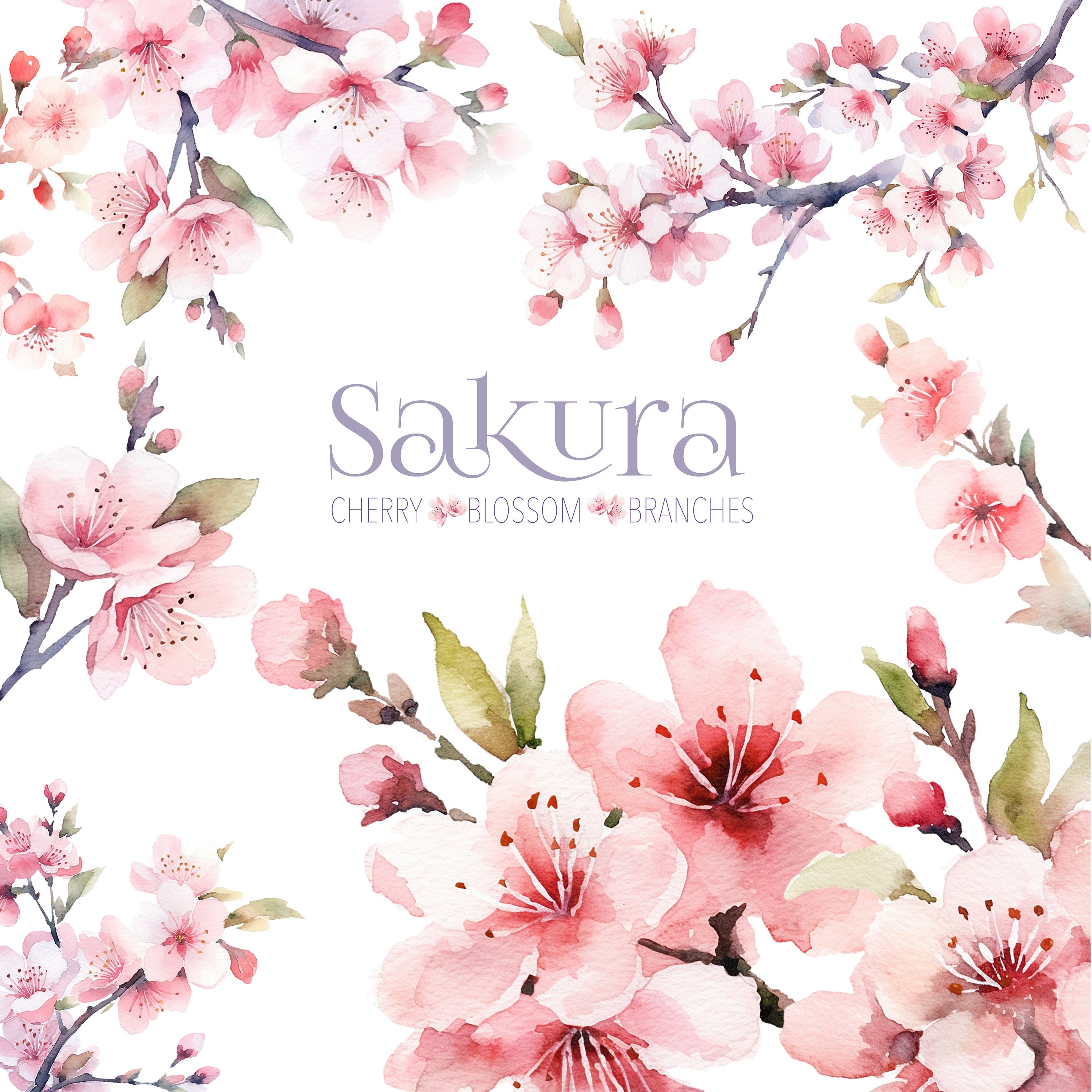 Watercolor Cherry Blossom Clipart Cherry Blossoms Pngs Cherry Blossoms ...