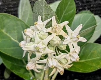 Live Jasmine Plant Near Me - Etsy