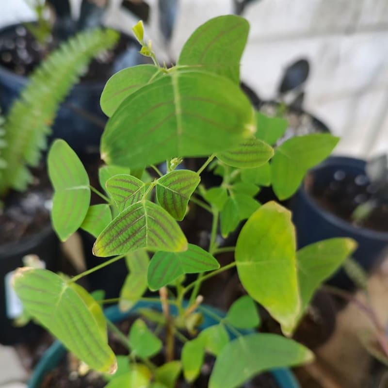 Swallowtail Plant - Etsy