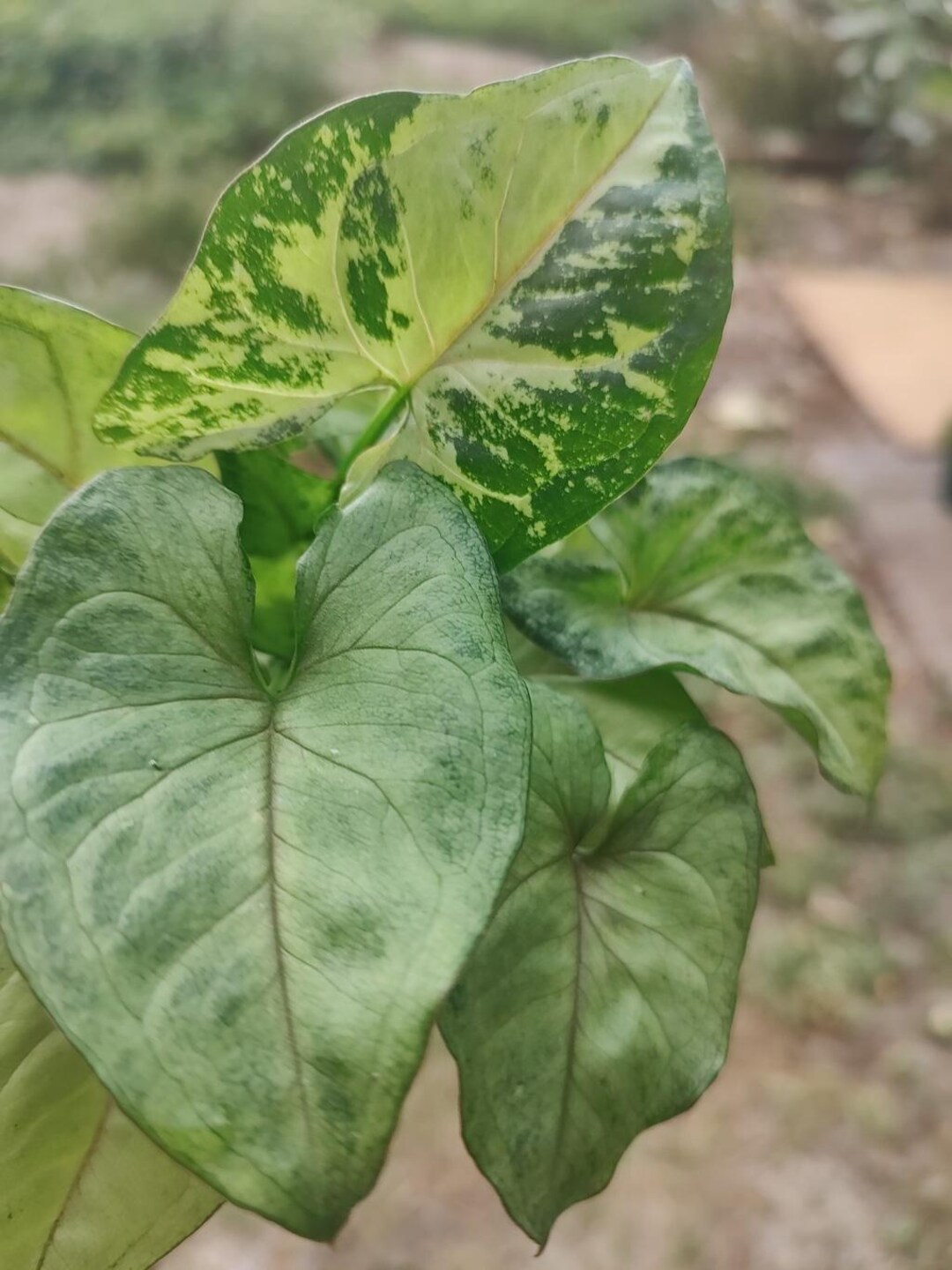 Syngonium Berry Allusion Houseplant 4” Pot Arrowhead Plant Live Actual ...