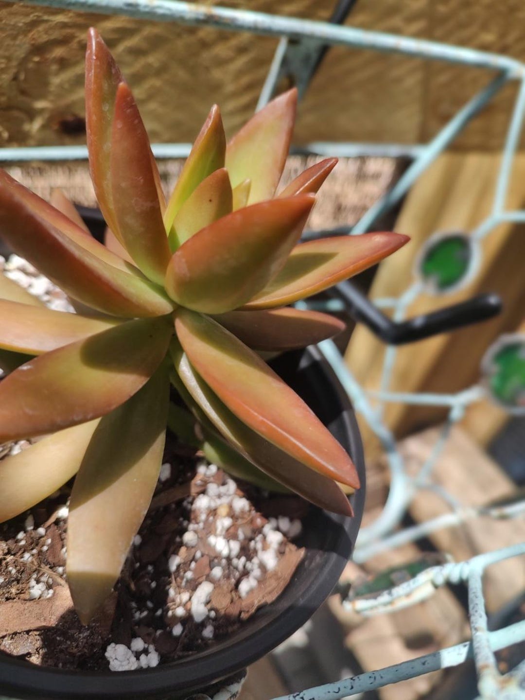 Sunset Sedum Adolphii Succulent Plant Well Rooted Live Actual Exact ...