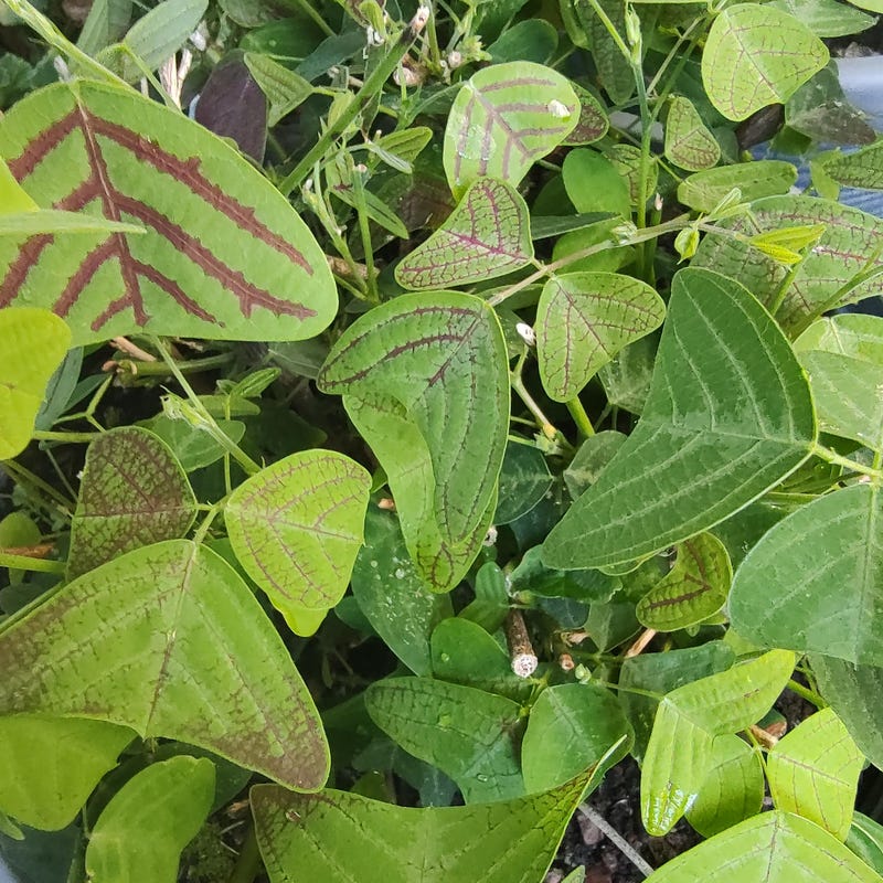 Swallowtail Plant - Etsy