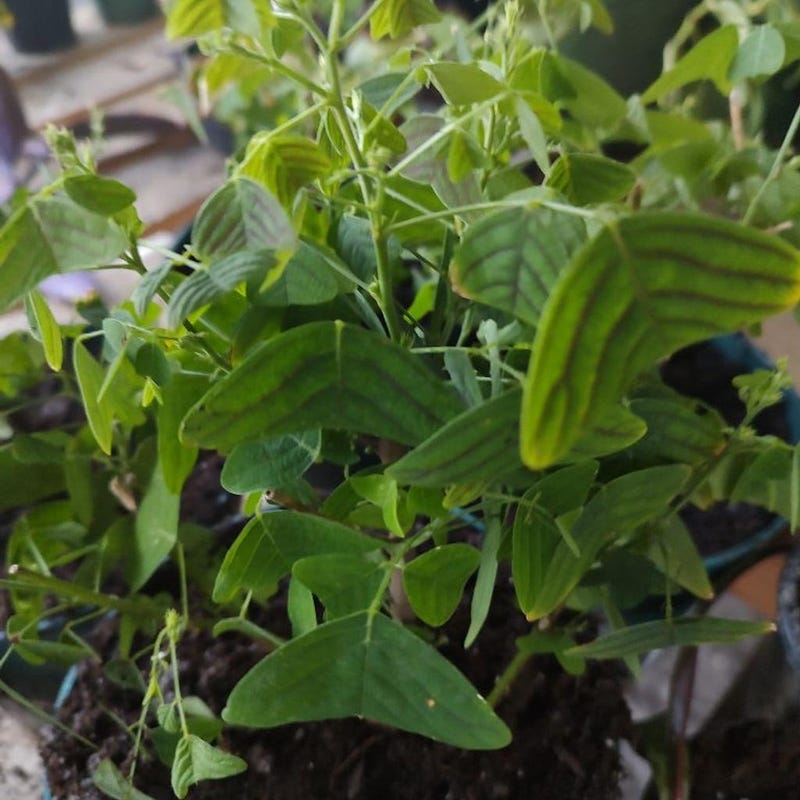 Swallowtail Plant - Etsy