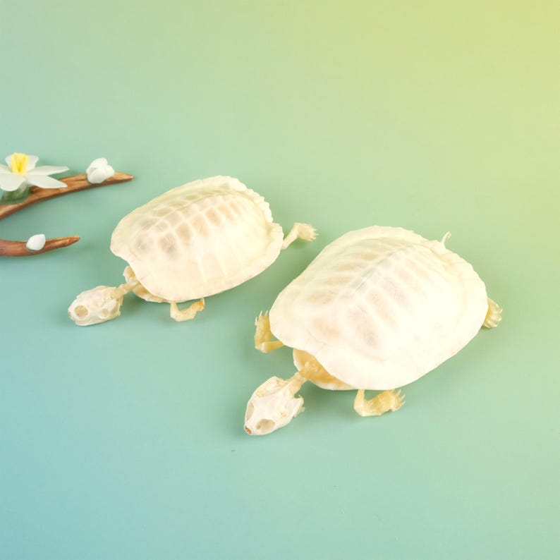 Real Turtle Skeleton Specimen, Real Animal Bone Collector Lover Gift ...